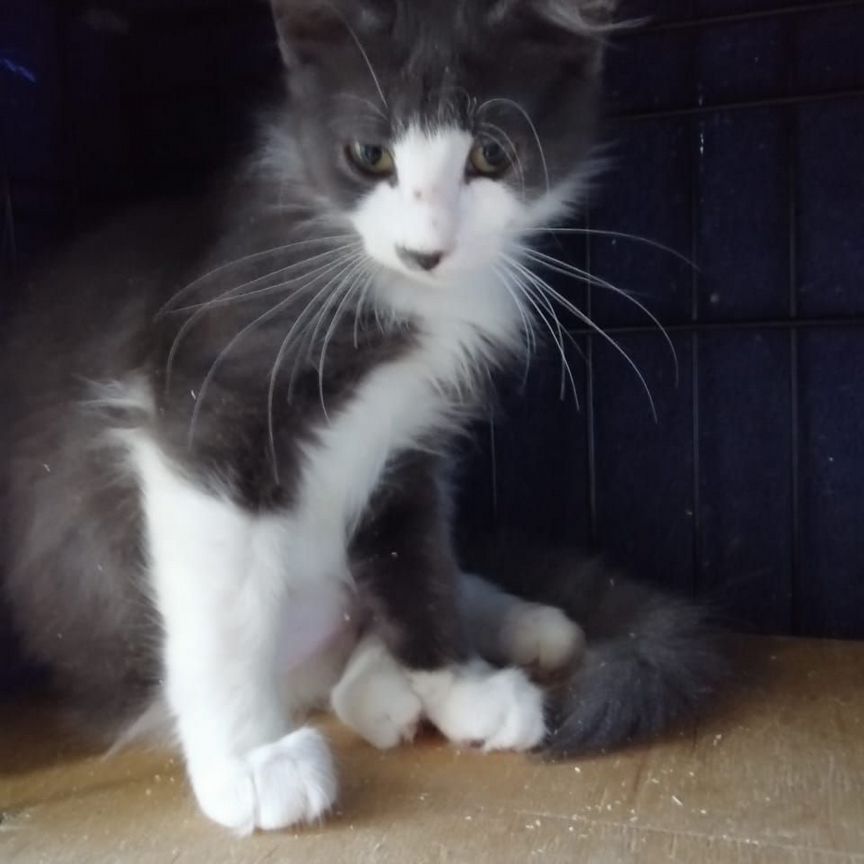 Котята ищут дом