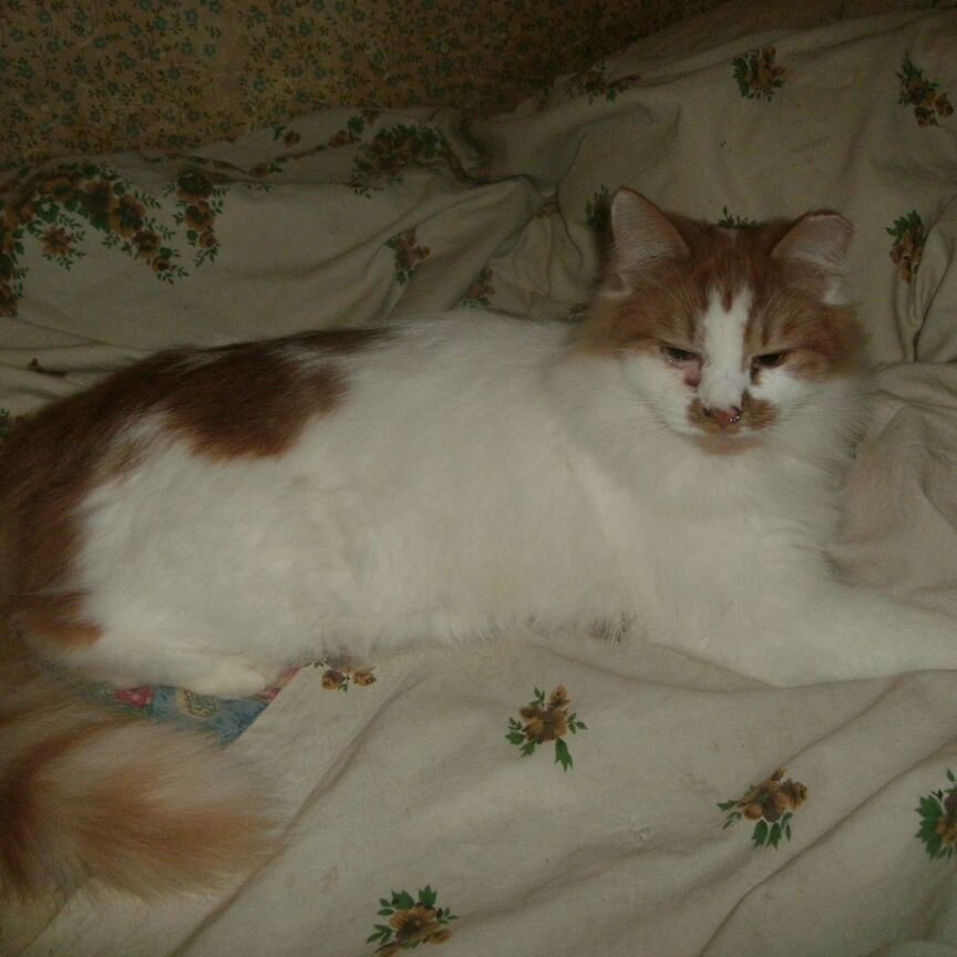 Потерян рыжебелый кот