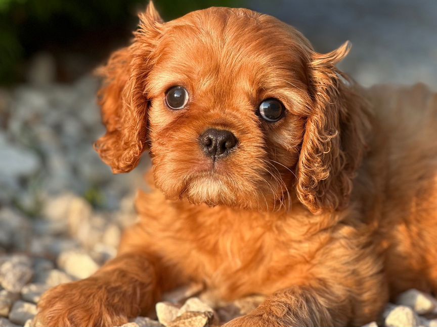 Рубиный мальчик красивый малыш кавалер