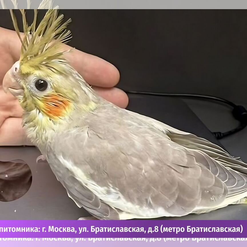 Попугай Карела выкормыш