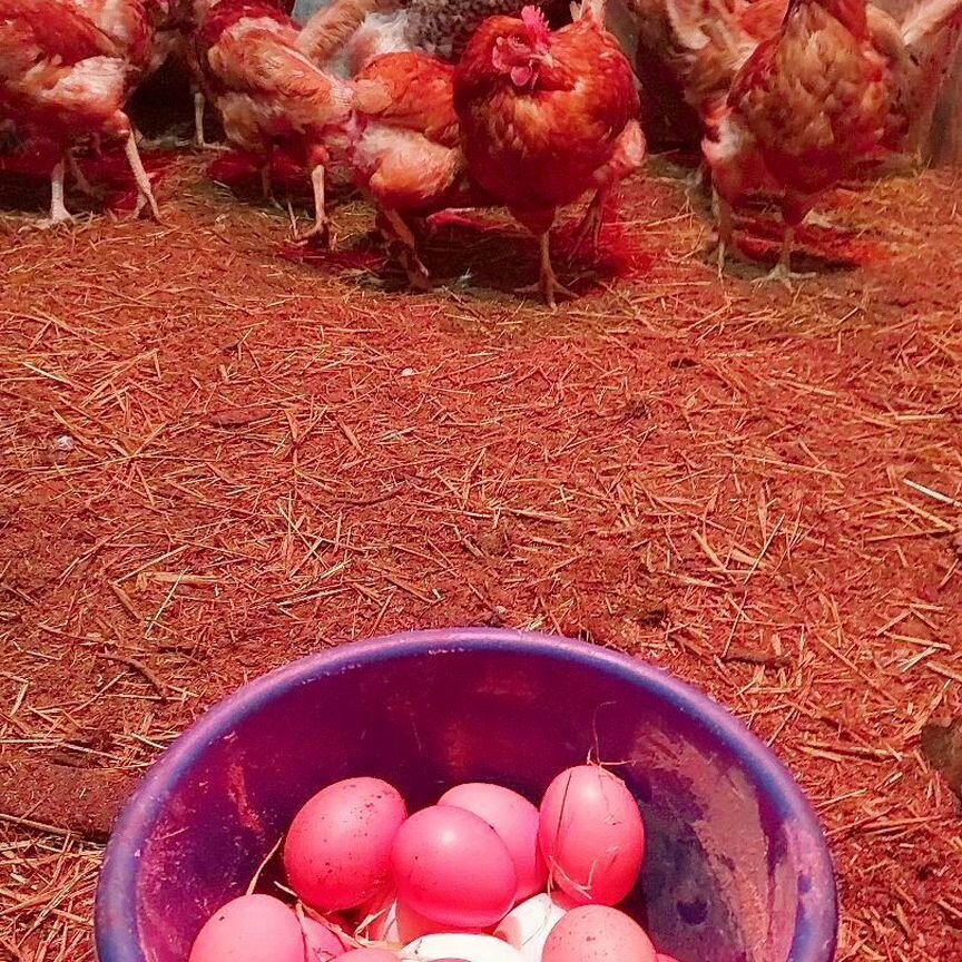 Куры несушки