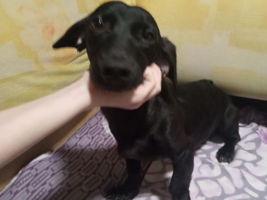 Щенок в добрые руки (Малыш)