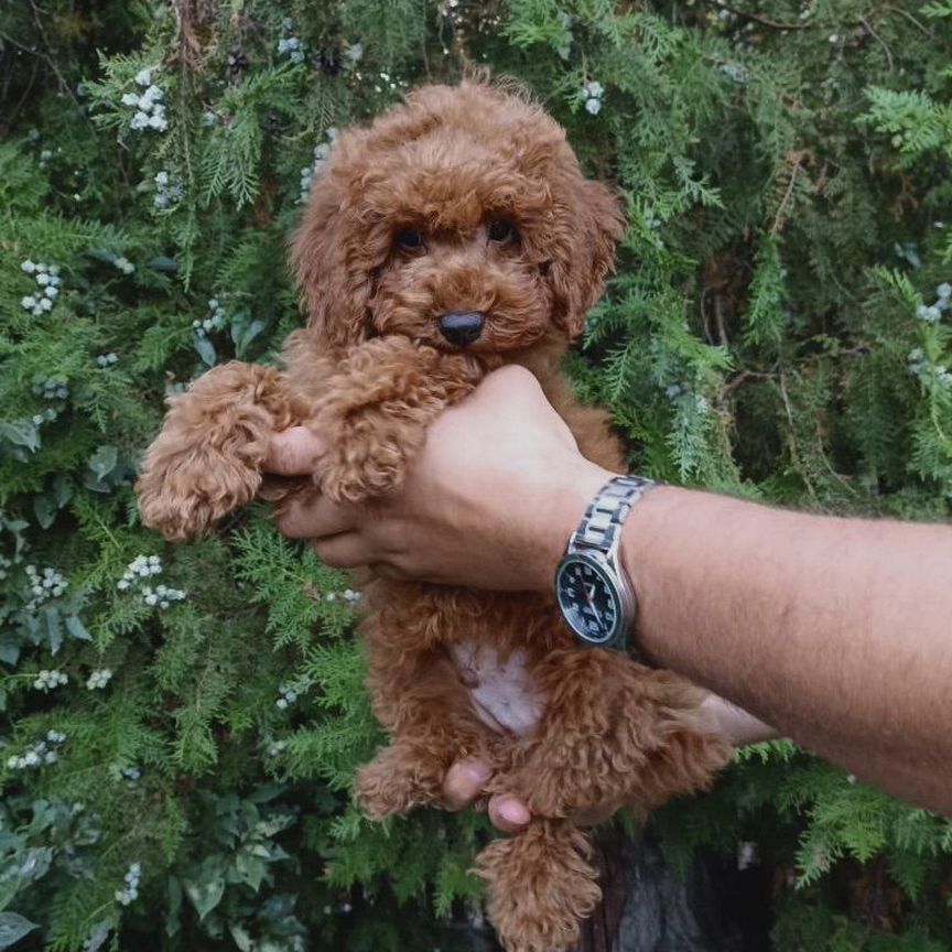 Щенки Той-пудель ред braun