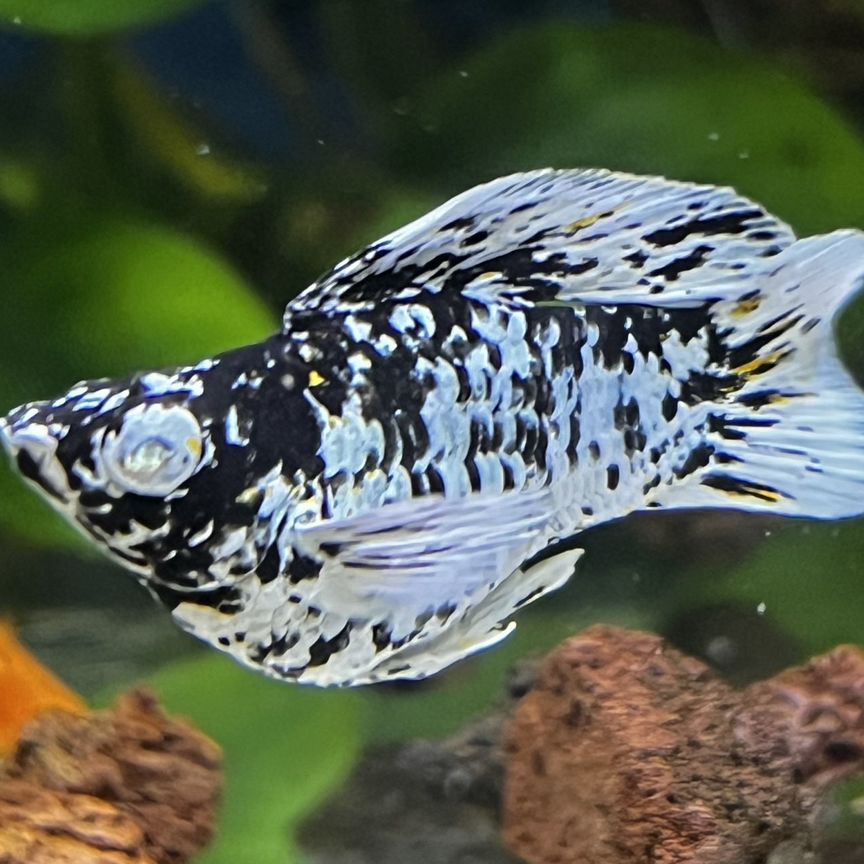 Моллинезия баллон