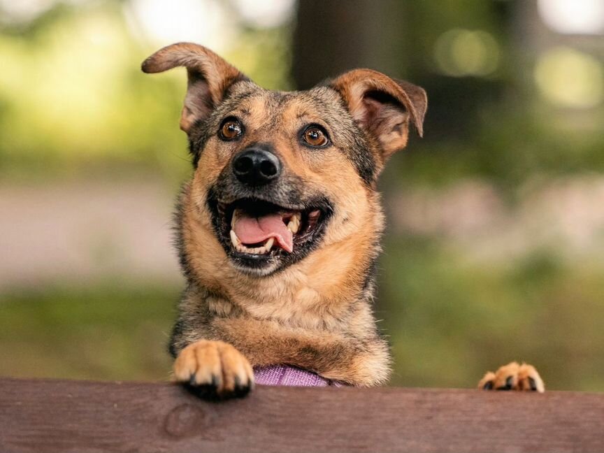Очаровательная собачка Ники ищет дом