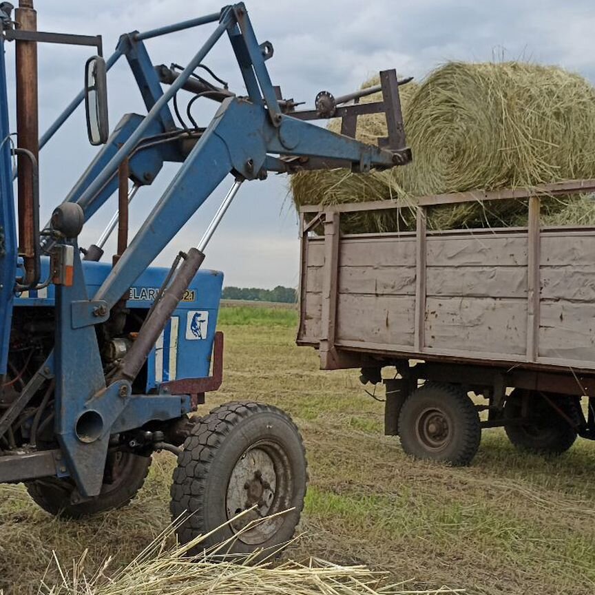 Меняю на телочку этого года. Солому и сено