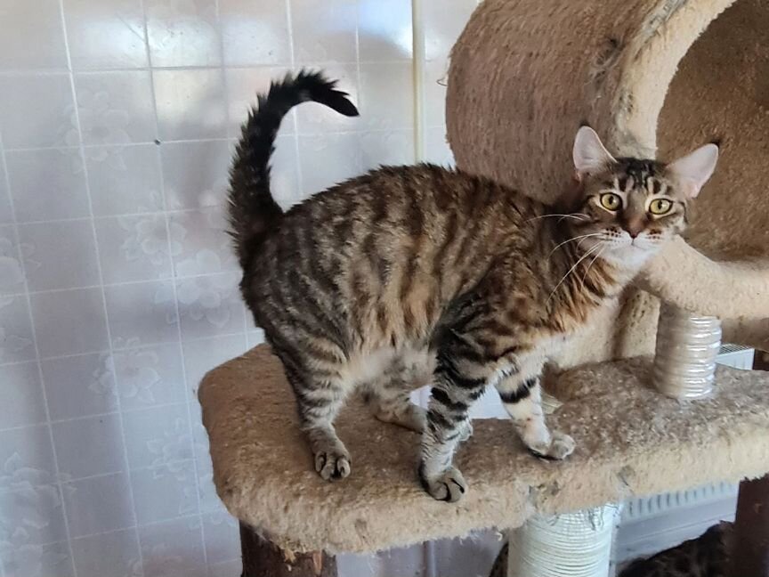 Кошка ласкуша