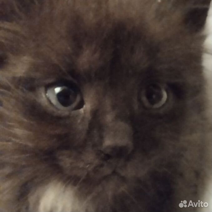 Чудный черный котенок в дар
