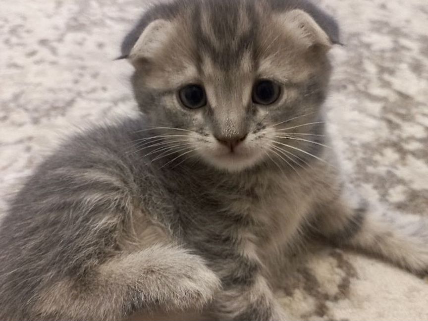 Шотландская вислоухая кошка