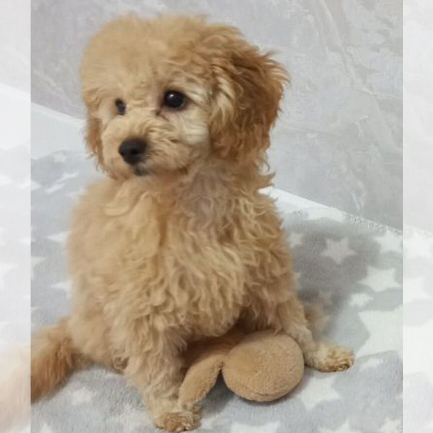 Той-пудель, щенок