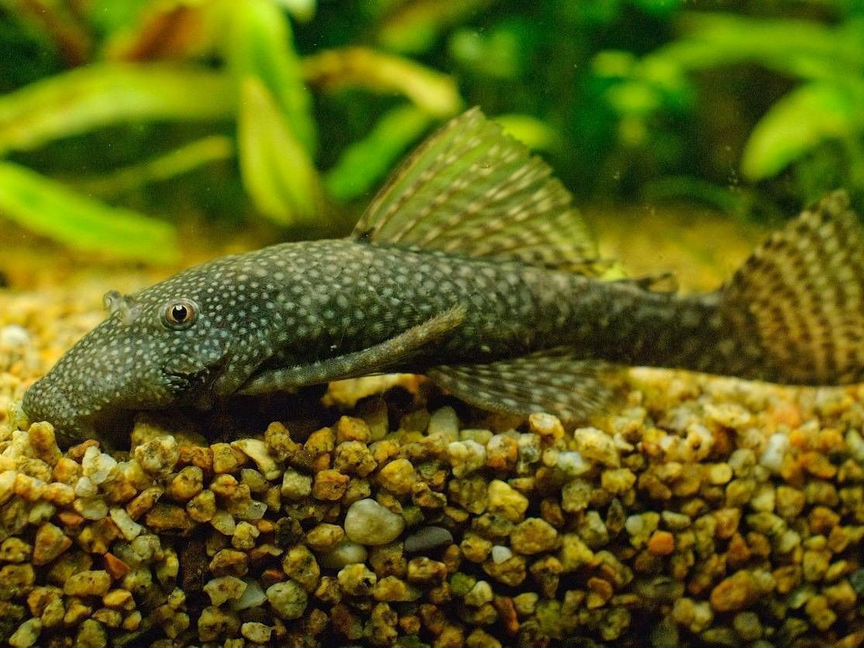 Анциструс сом самки самцы