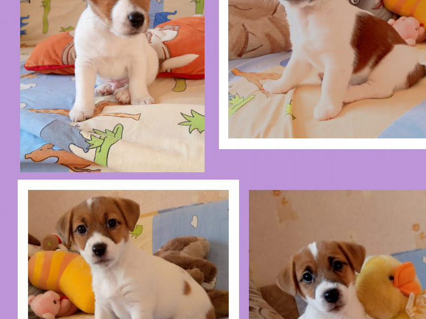 Джек Рассел терьер щенки