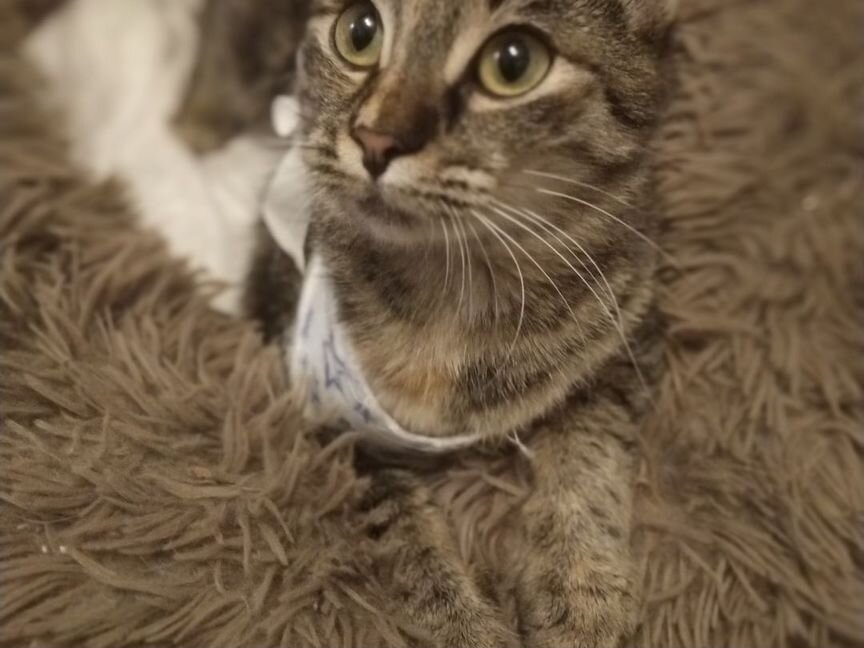 Кошка Муся