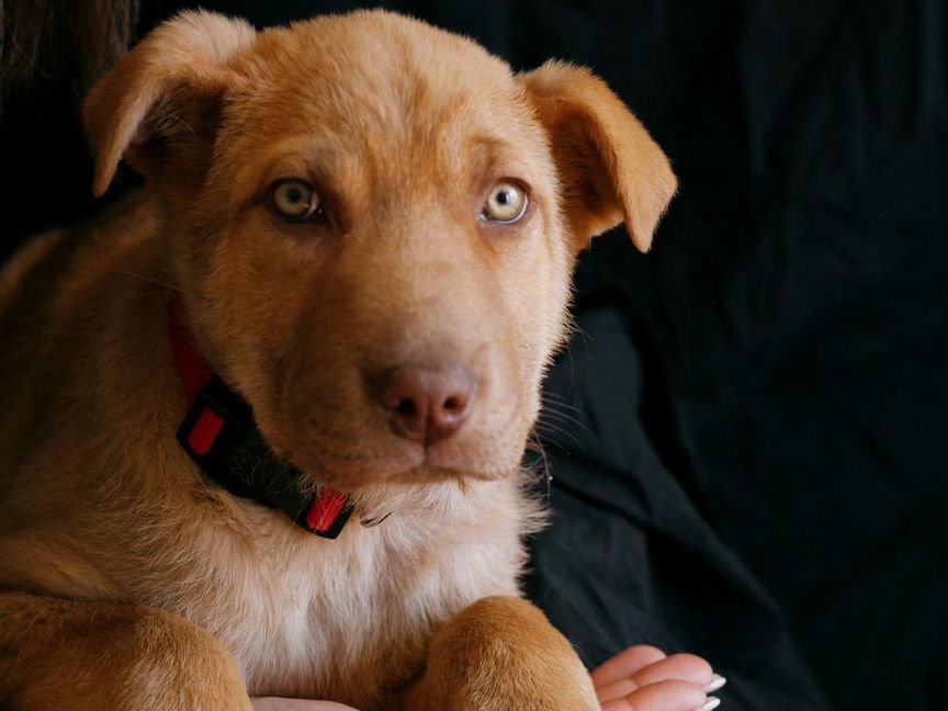 Щенок Крепыш в добрые руки