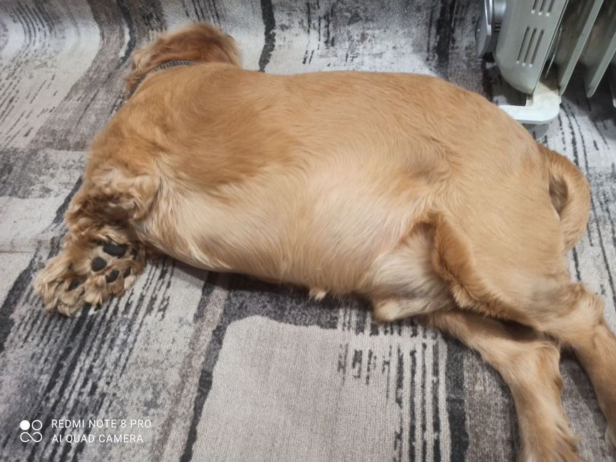 Щенок овчарки в добрые руки