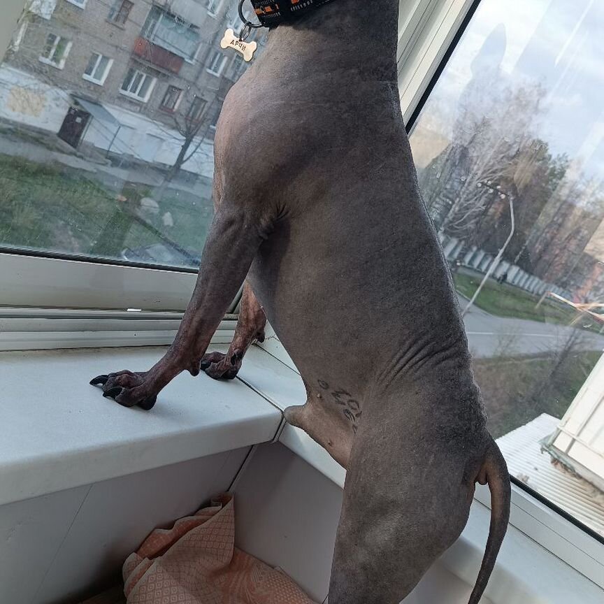 Агт Вязка
