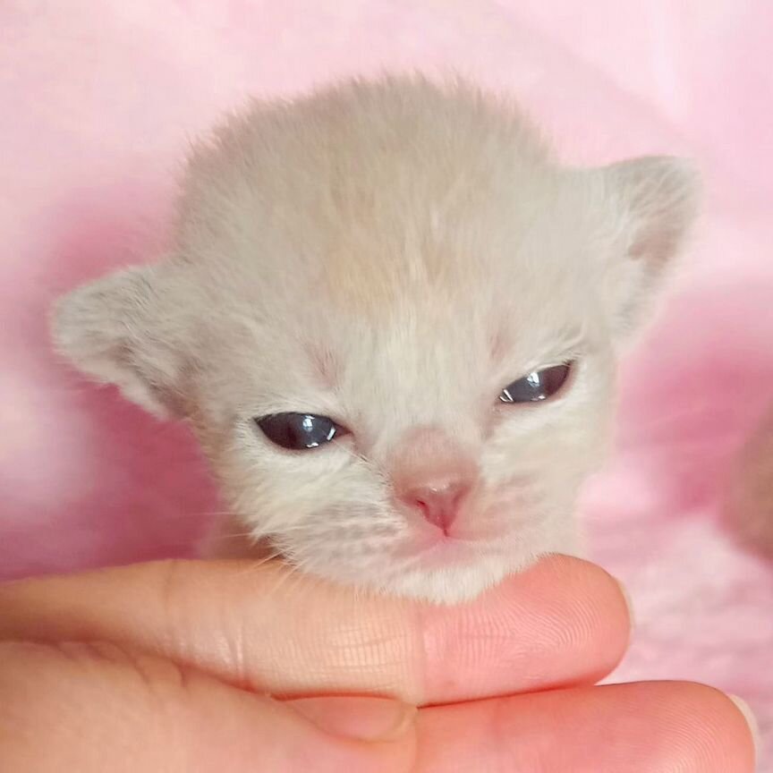 Европейская бурма лиловая