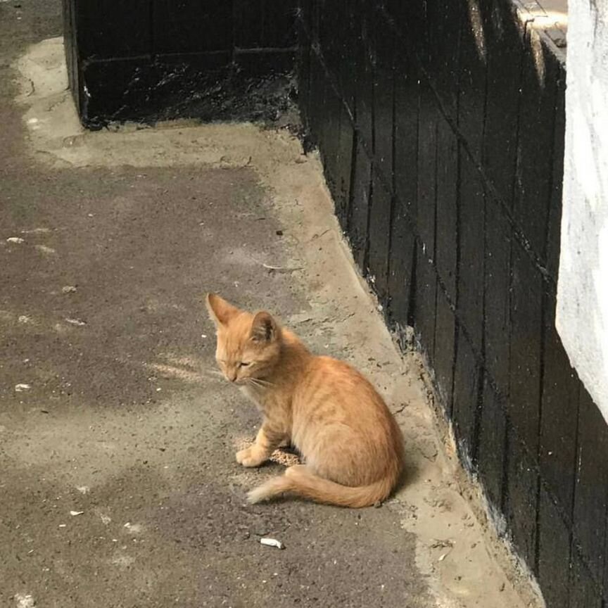 Кот Рыжик сидит и ждёт свою семью