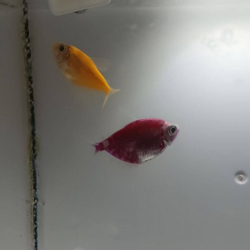 Рыбки неоны