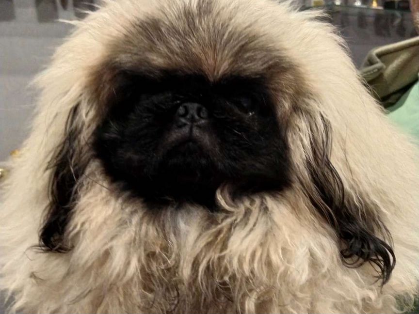 Щенки пекинеса