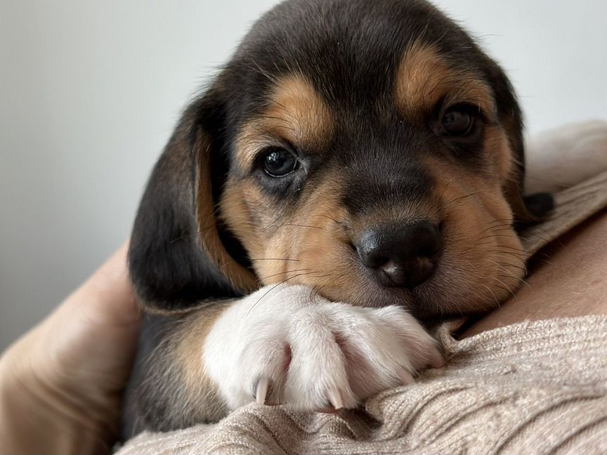 Самые красивые бигли РКФ