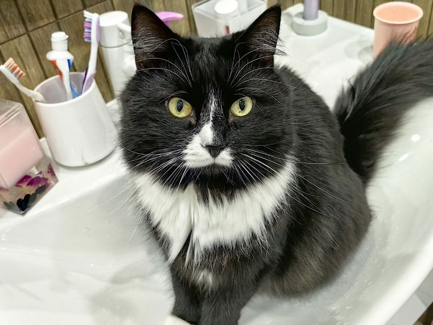 Потерялся кот