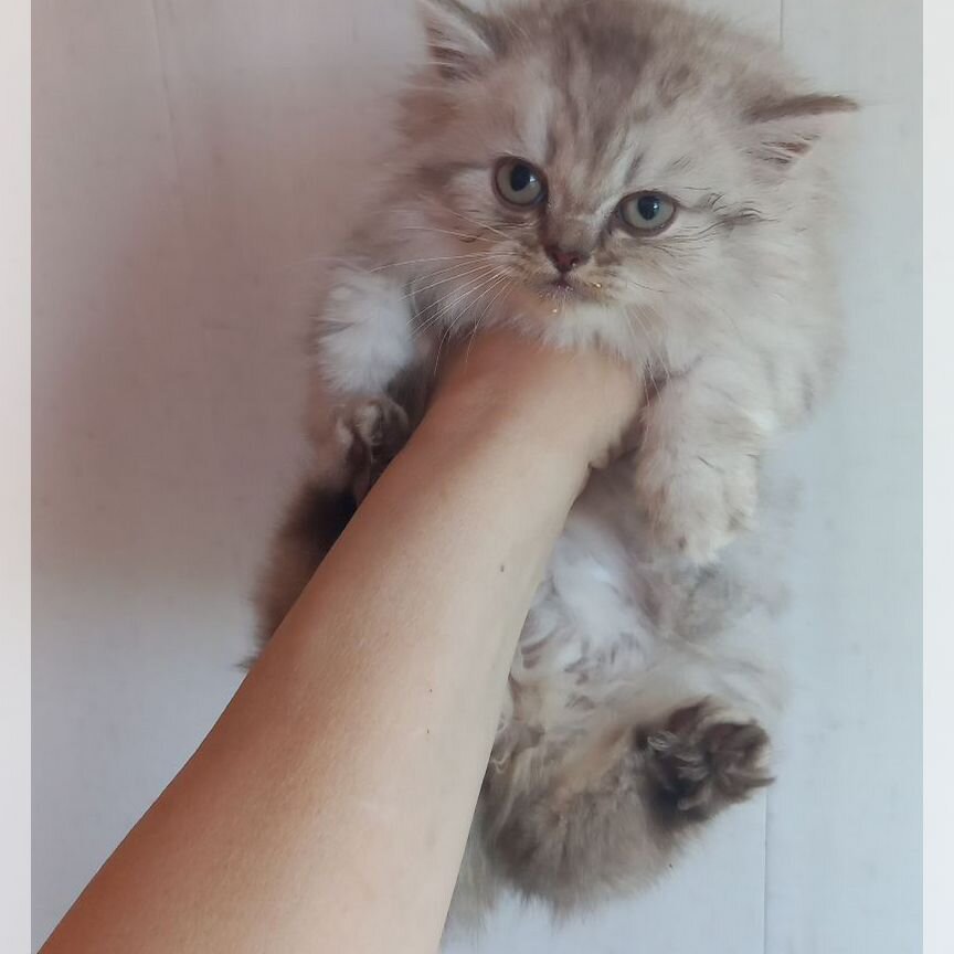 Сибирские котята