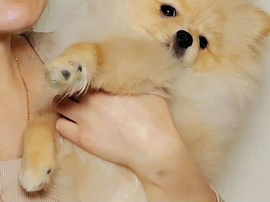 Померанский шпиц медвежьего типа