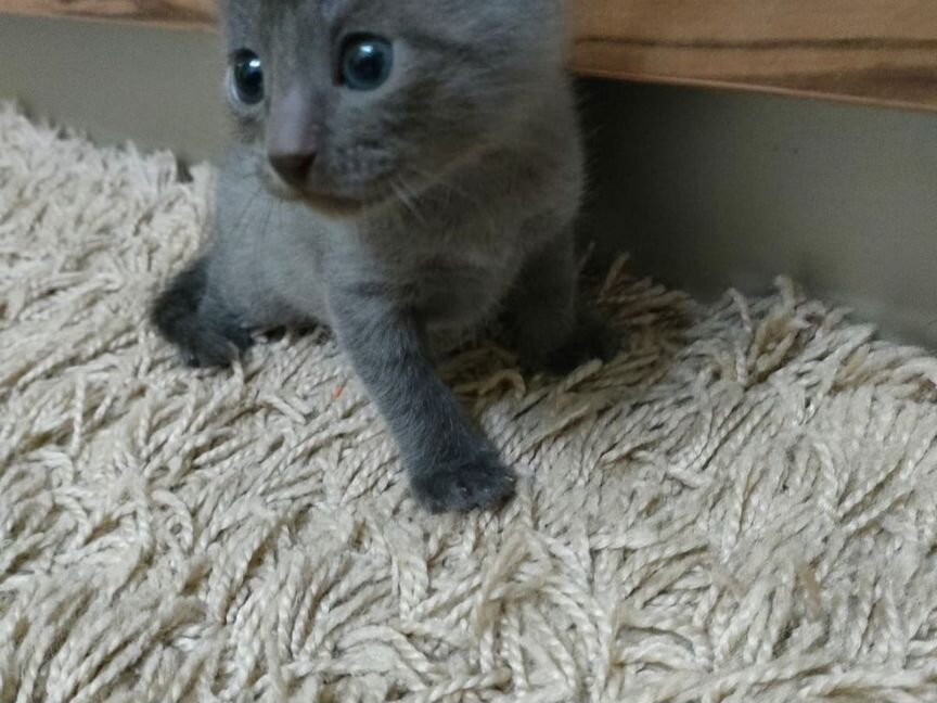 Котёнок шартрез