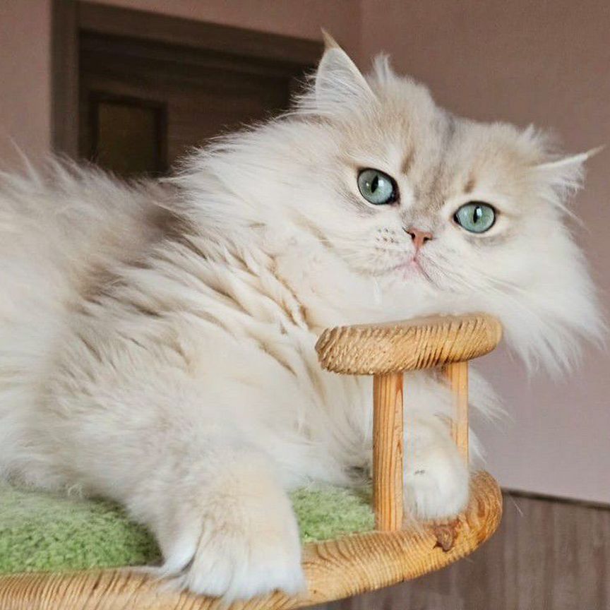 Золотая шиншилла котик в добрые руки