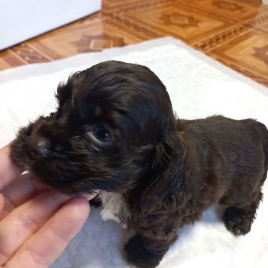 Малипусики