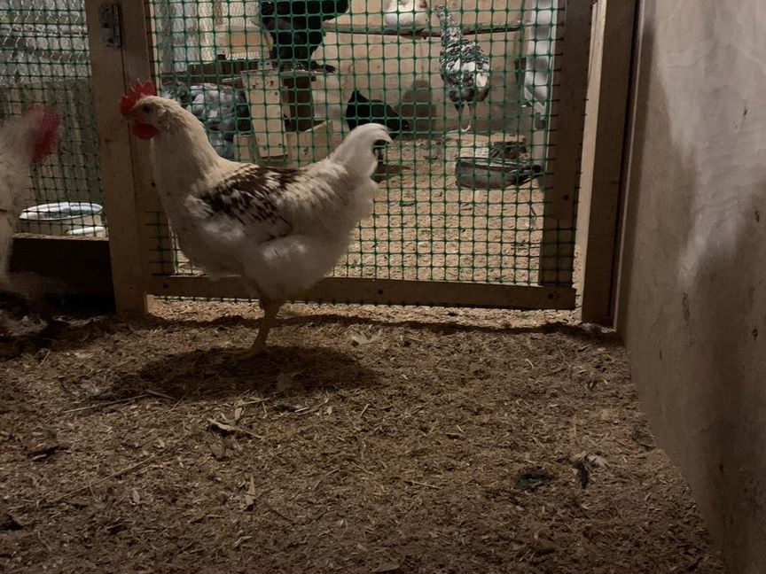 Петушок доминант