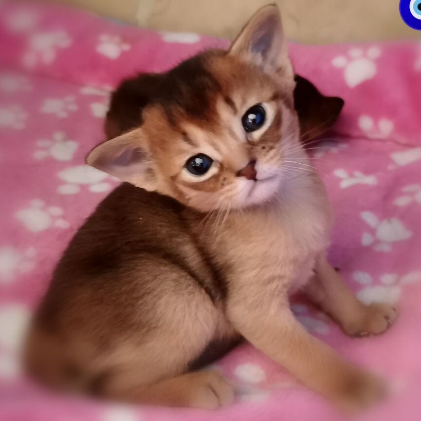 Абиссинский котёнок