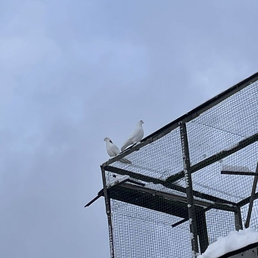 Пермский гривун