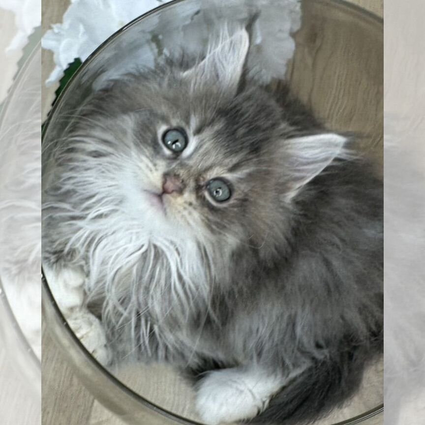 Мейн-кун котёнок