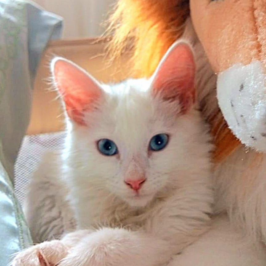 Котята Марс и Зевс