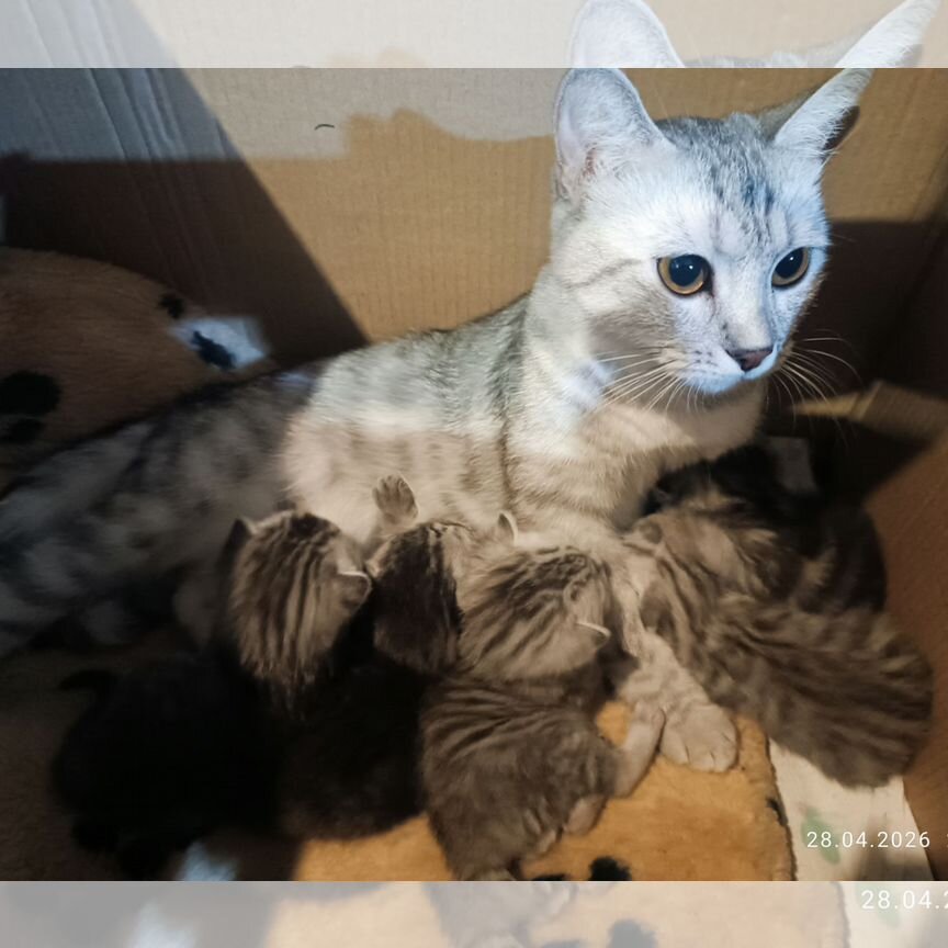 Шотландский вислоухий короткошёрстный котёнок