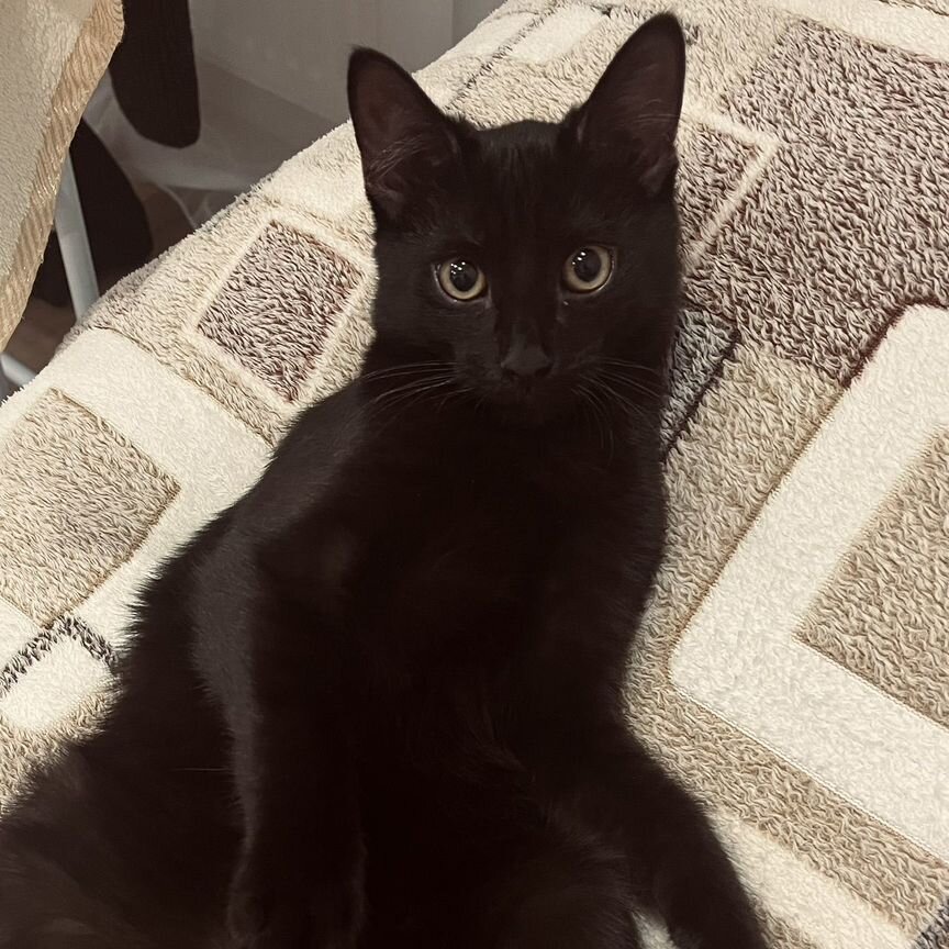 Котёнок в добрые руки