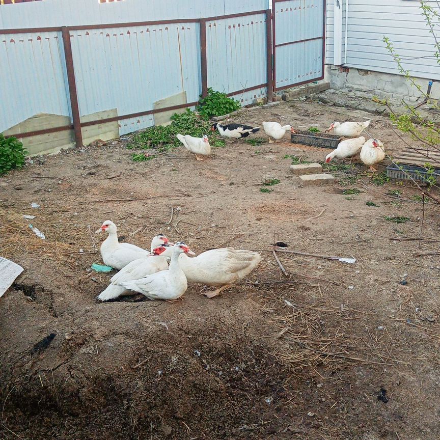 Продам индоуток