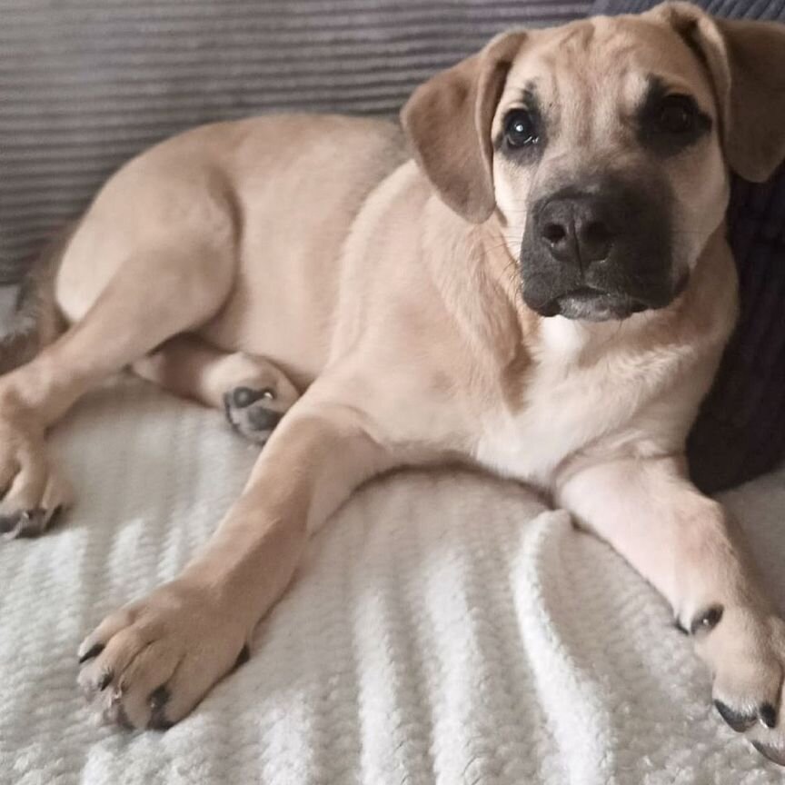 Английский бульдог, щенок