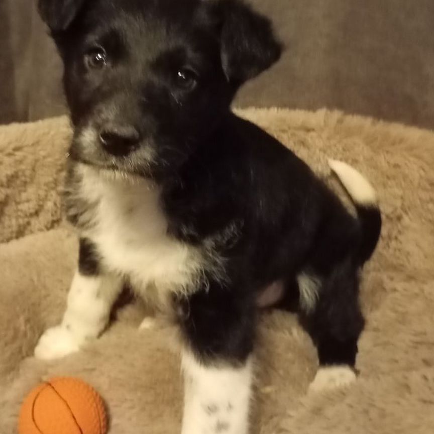 Щенок в добрые руки