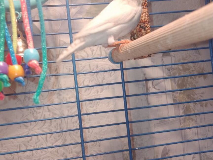 Зебровая малина