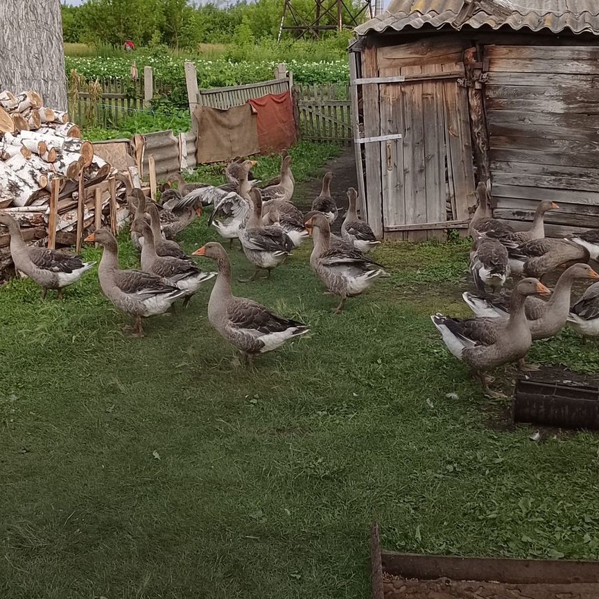 Гуси