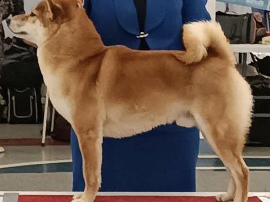 Собака сиба ину