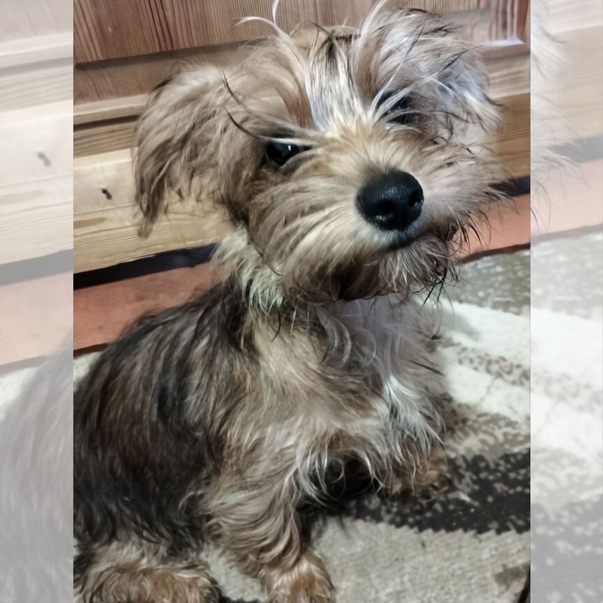 Йоркширский терьер, щенок