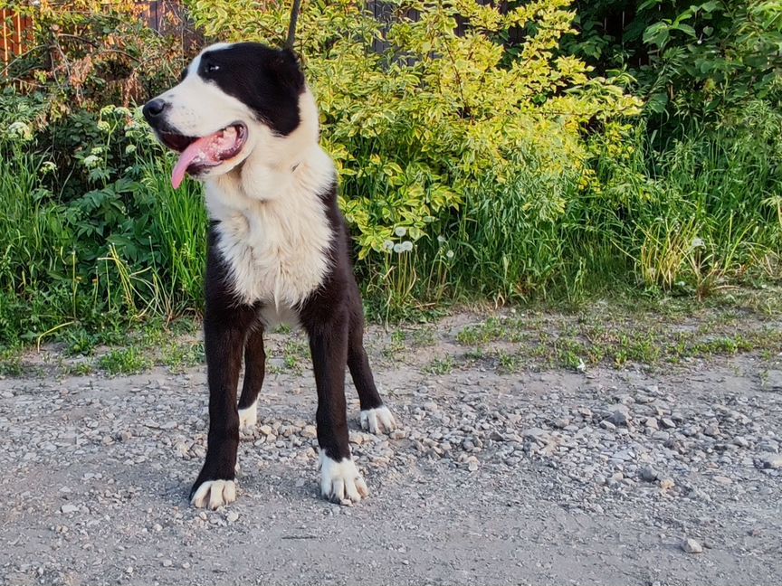 Среднеазиатская овчарка лучший щенок