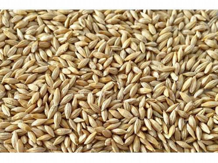 Ячмень, рожь