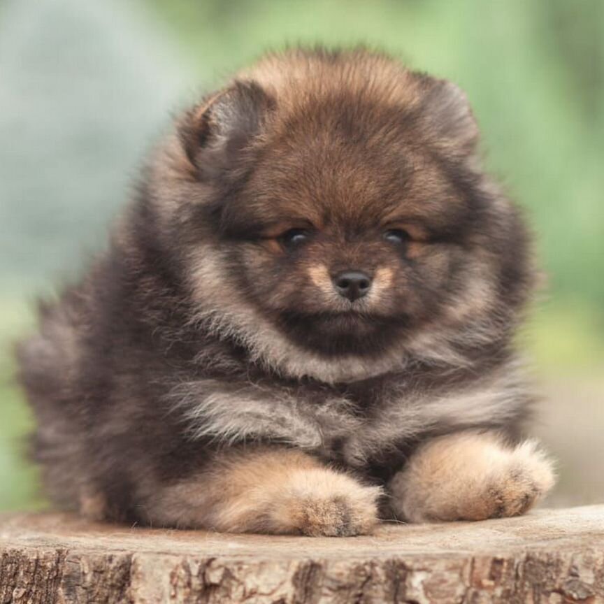 Щенки шпица соболь