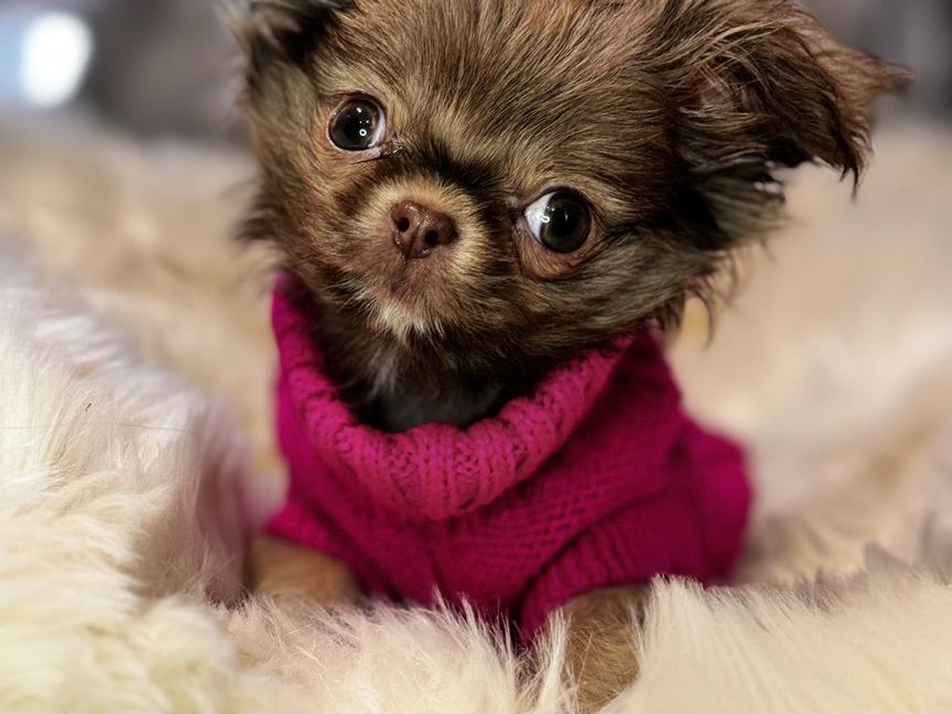 Чихуахуа девочка мини