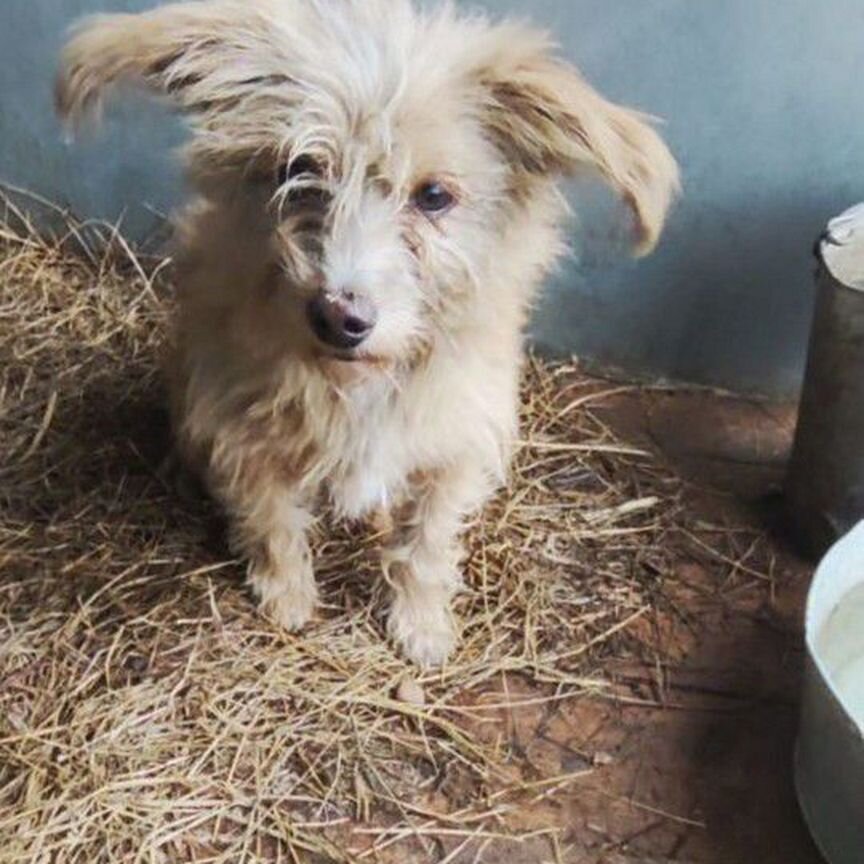 Малышка в отлове спасите